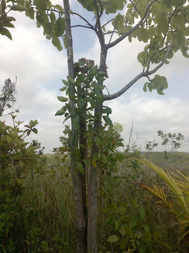 Black Poisonwood from Othón P. Blanco, Q.R., México on April 30, 2017 ...
