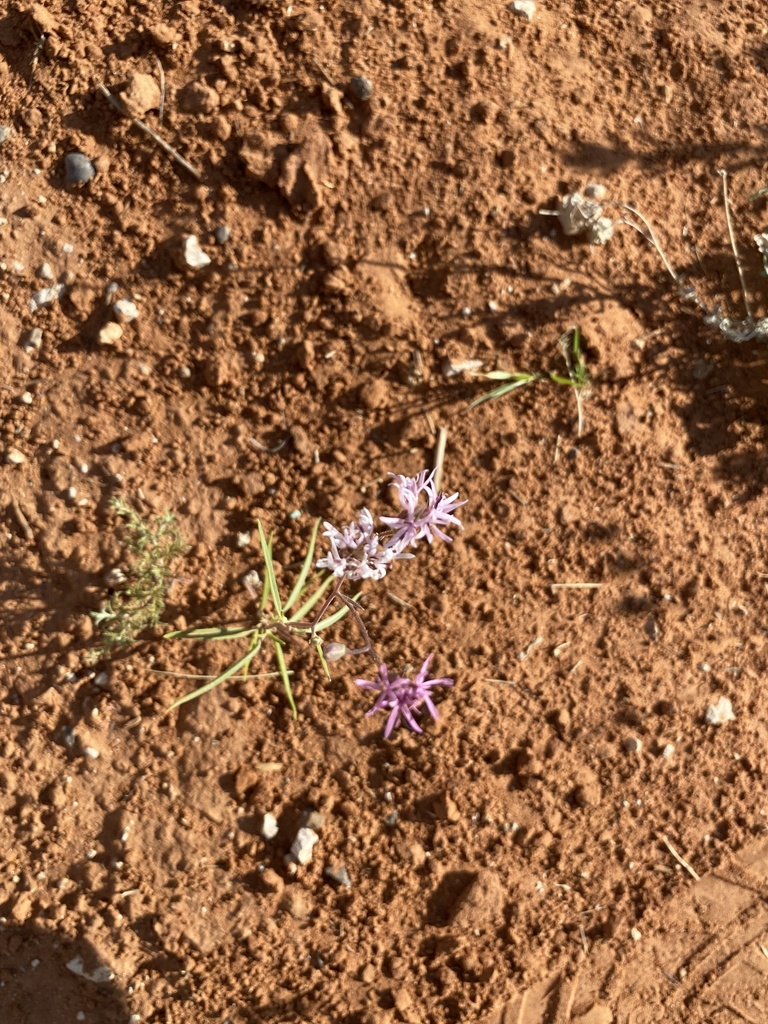 Small Palafox from NE Andrews Loop 1910, Andrews, TX, US on May 31 ...