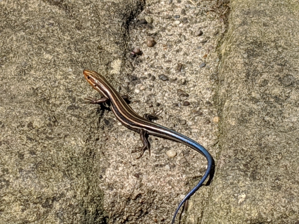 Common Five-lined Skink from Newberne, WV 26362, USA on May 31, 2020 at ...