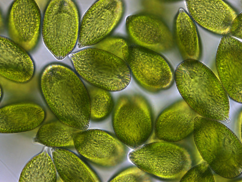 Algas Rafidofitas (Raphidophyceae)