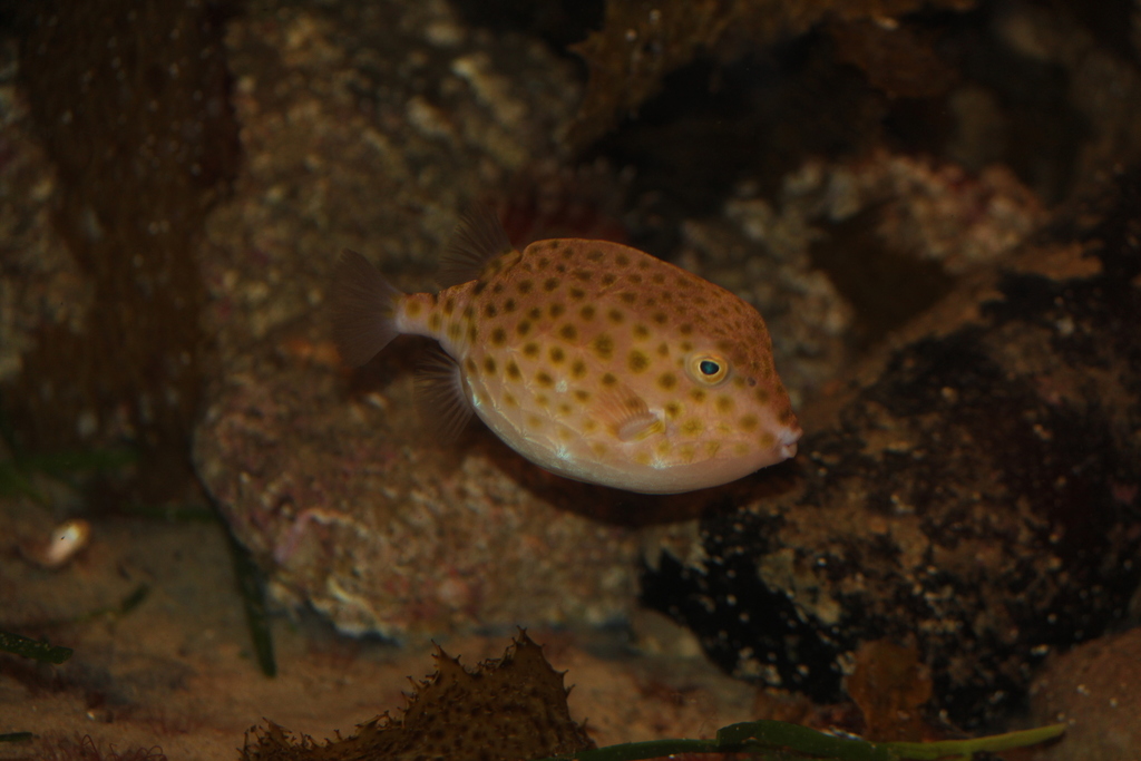 Eastern Smooth Boxfish from Australia on January 31, 2020 at 10:30 PM ...