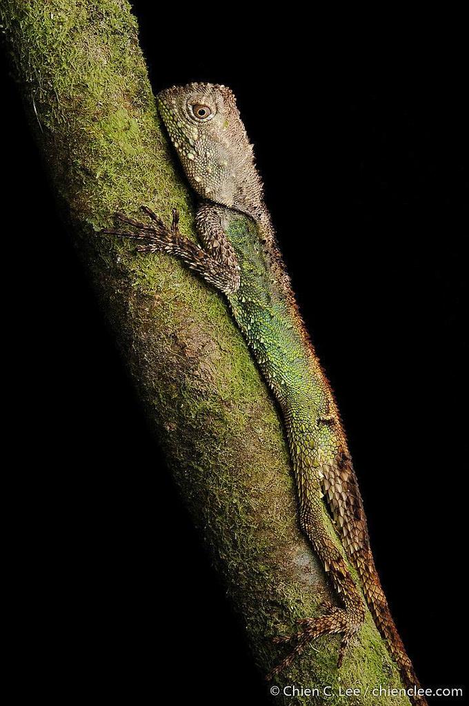 Blacklipped Eyebrow Lizard from Siburan, Sarawak, Malaysia on June 16 ...