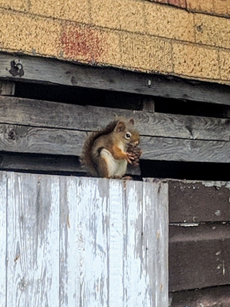 American Red Squirrel from Ojibwa, WI 54862, USA on October 19, 2018 at ...