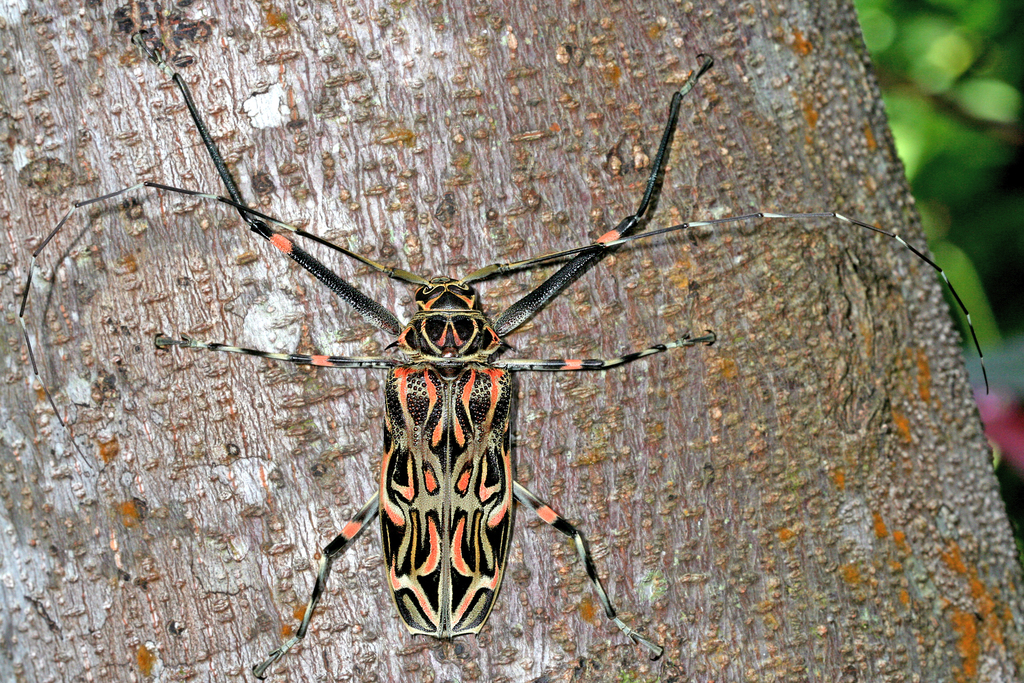 Harlequin Beetle from Provinz Puntarenas, Costa Rica on July 10, 2008 ...