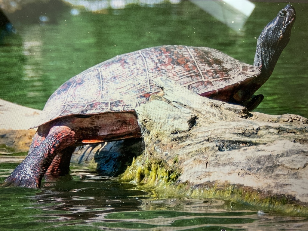 Northern Red-bellied Cooter in May 2020 by Jean McKenna · iNaturalist