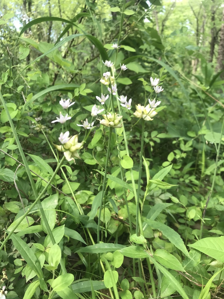 Canadian Meadow garlic from Bull Run, Centreville, VA, US on May 31 ...