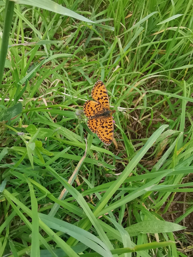 Eurasian Silver-bordered Fritillary from 87440 Marval, France on May 16 ...