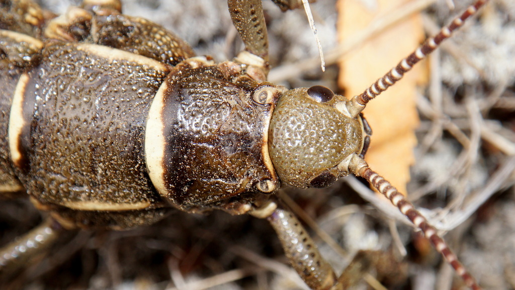 Elegant Chinchemolle from ronald on March 07, 2020 by Fernando Tellez ...