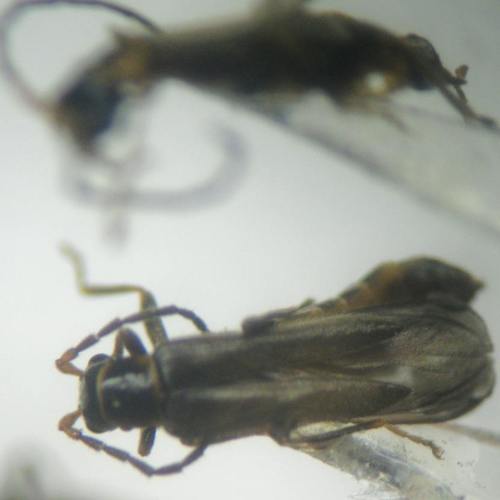 Malthodes fibulatus · iNaturalist