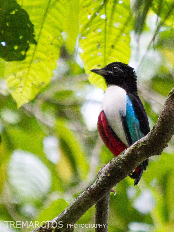 Ivory-breasted Pitta (Pitta maxima) - Avian Discovery