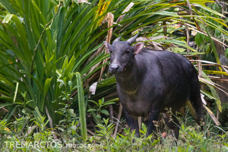 Lowland Anoa in August 2012 by Ben Schweinhart · iNaturalist