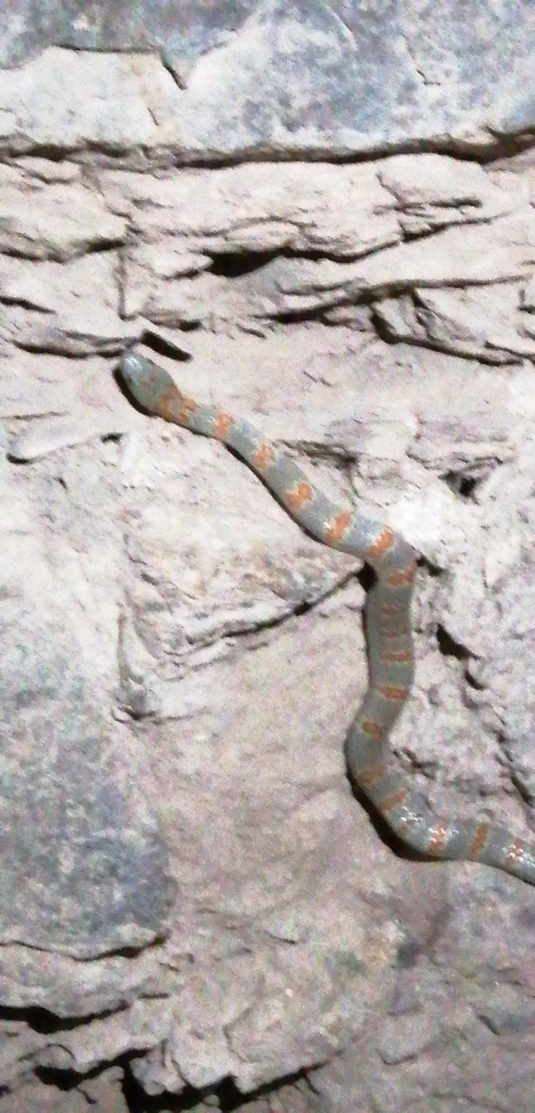 Variable Kingsnake from Catorce, S.L.P., México on July 29, 2019 at 10: ...