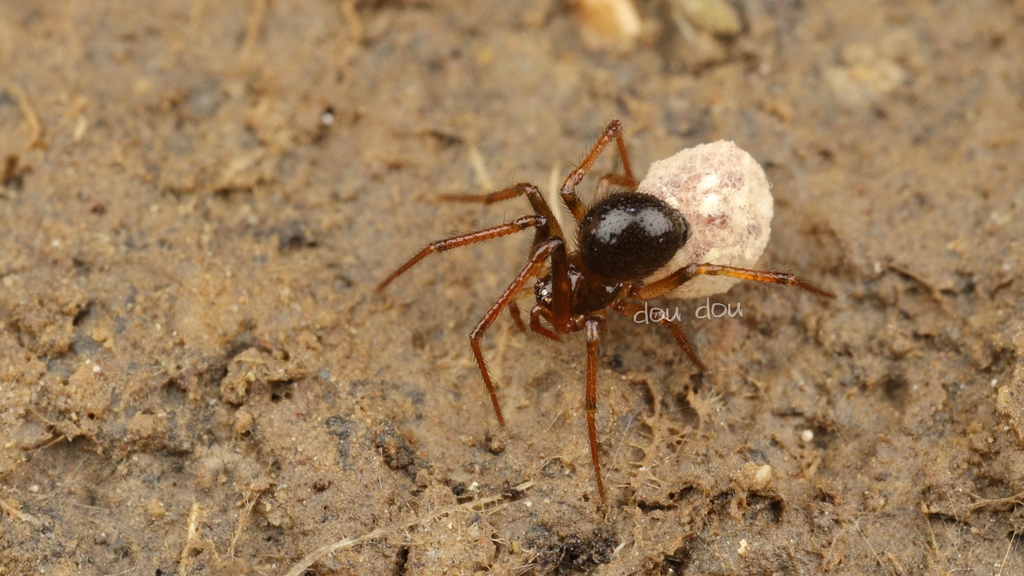 cave cobweb spiders from 中国江苏省常州市金坛区240省道 on May 30, 2020 at 08:52 PM ...