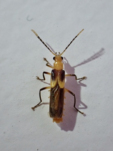 Belotus maculatus · iNaturalist