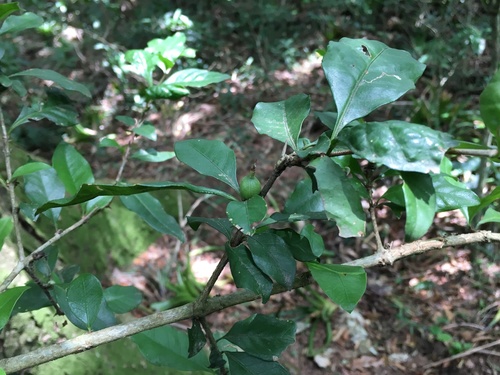 Randia xalapensis · iNaturalist