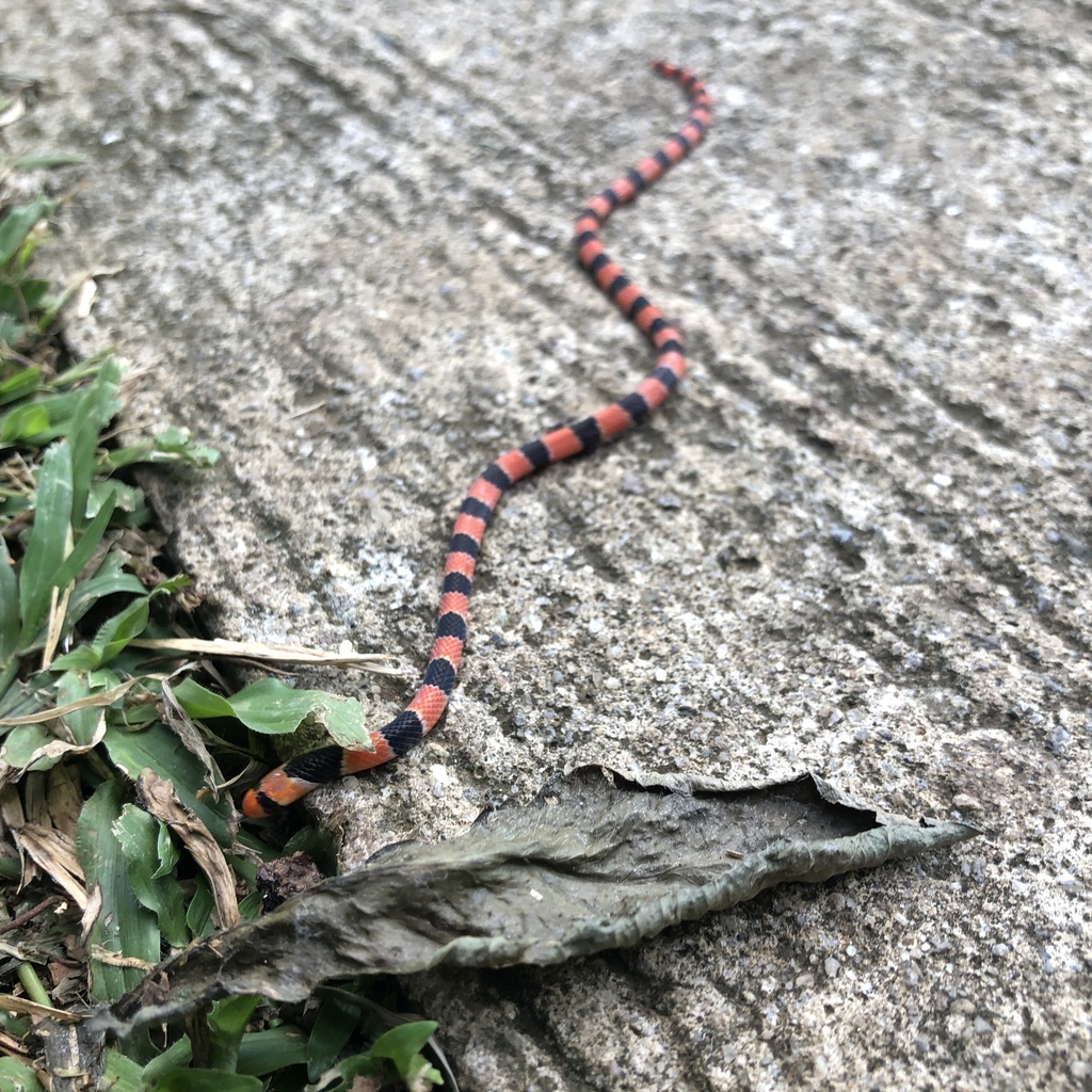 Barred Coral Snake from Luzon Island, Maragondon, Cavite, PH on May 31 ...