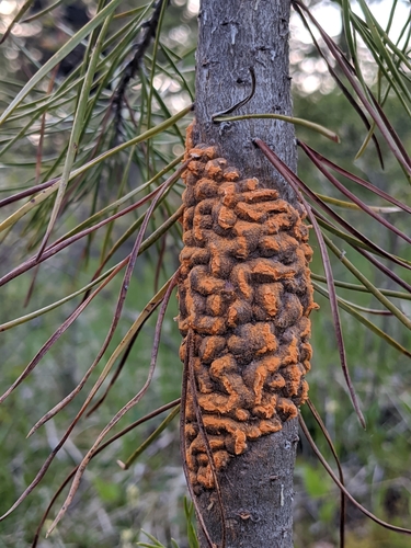 Comandra Blister Rust (Cronartium comandrae) · iNaturalist