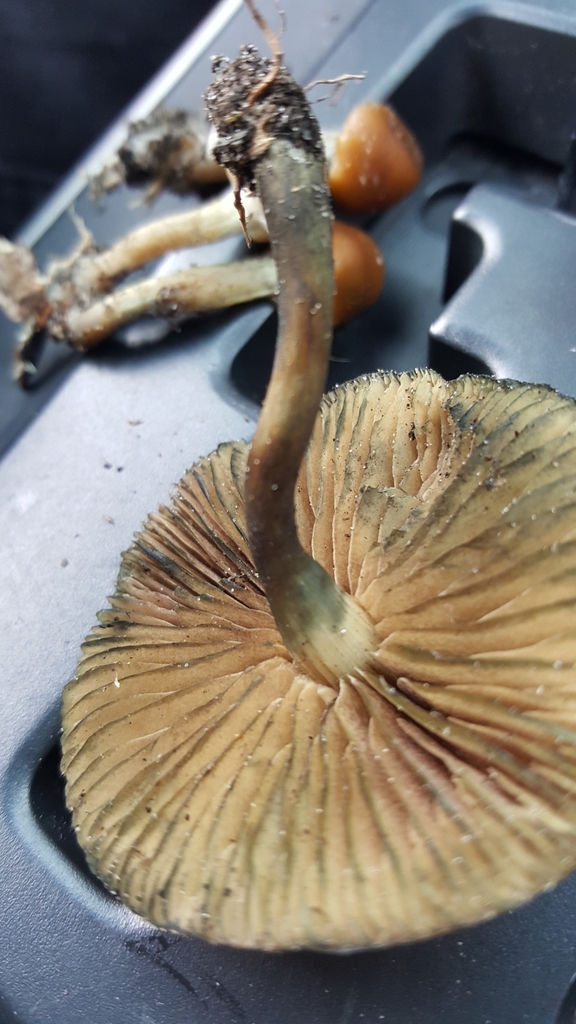 Psilocybe subaeruginosa from Rodney, NZ-AU, NZ on June 1, 2020 at 03:19 ...