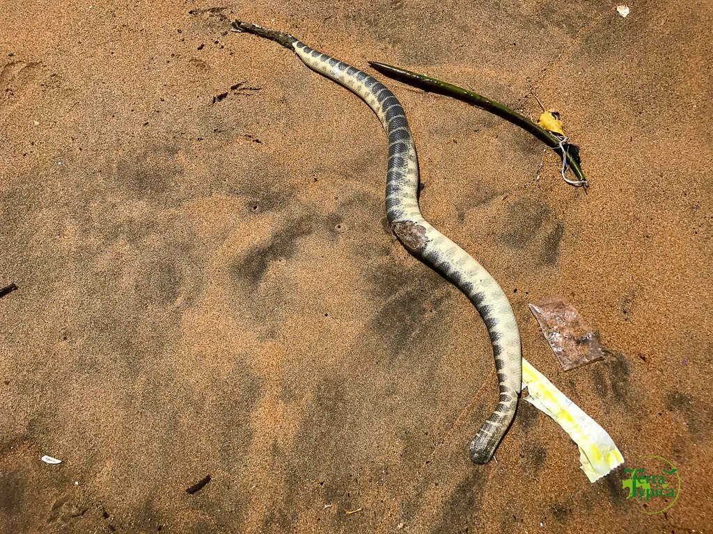 Ornate Sea Snake from Puttalam, Sri Lanka on June 27, 2017 at 11:33 AM ...