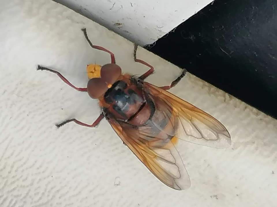 Hornet Mimic Hover Fly from 15046 San Salvatore Monferrato AL, Italia ...