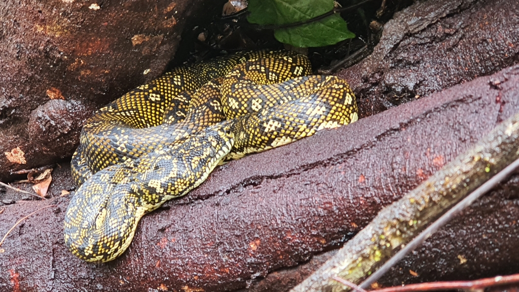 Diamond Python from Bunyah NSW 2429, Australia on May 26, 2020 at 01:35 ...