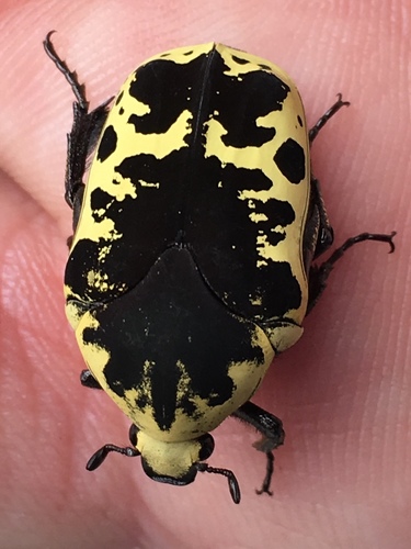 Harlequin Flower Beetle (Gymnetis caseyi) · iNaturalist
