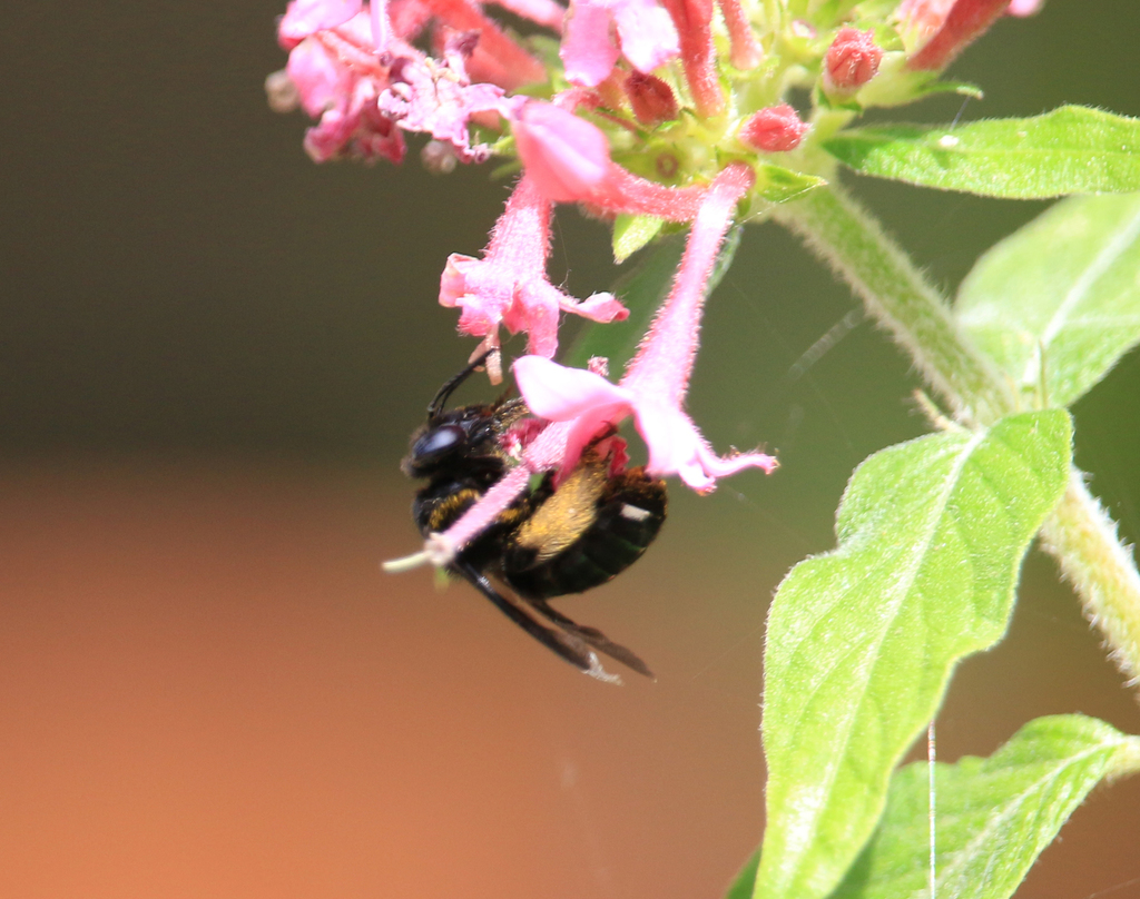 Two-spotted Longhorn Bee in May 2020 by robdv · iNaturalist