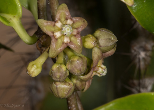 Woodbury's Netvine (Marsdenia woodburyana) · iNaturalist