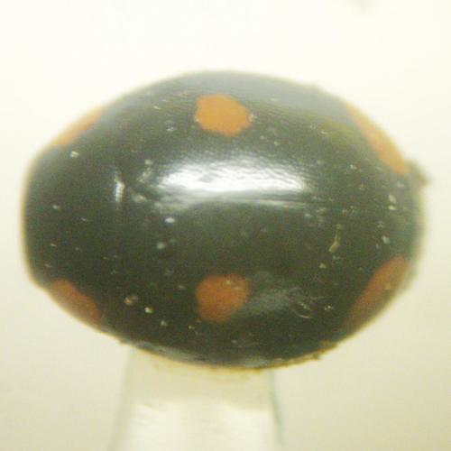 Hyperaspis femorata · iNaturalist