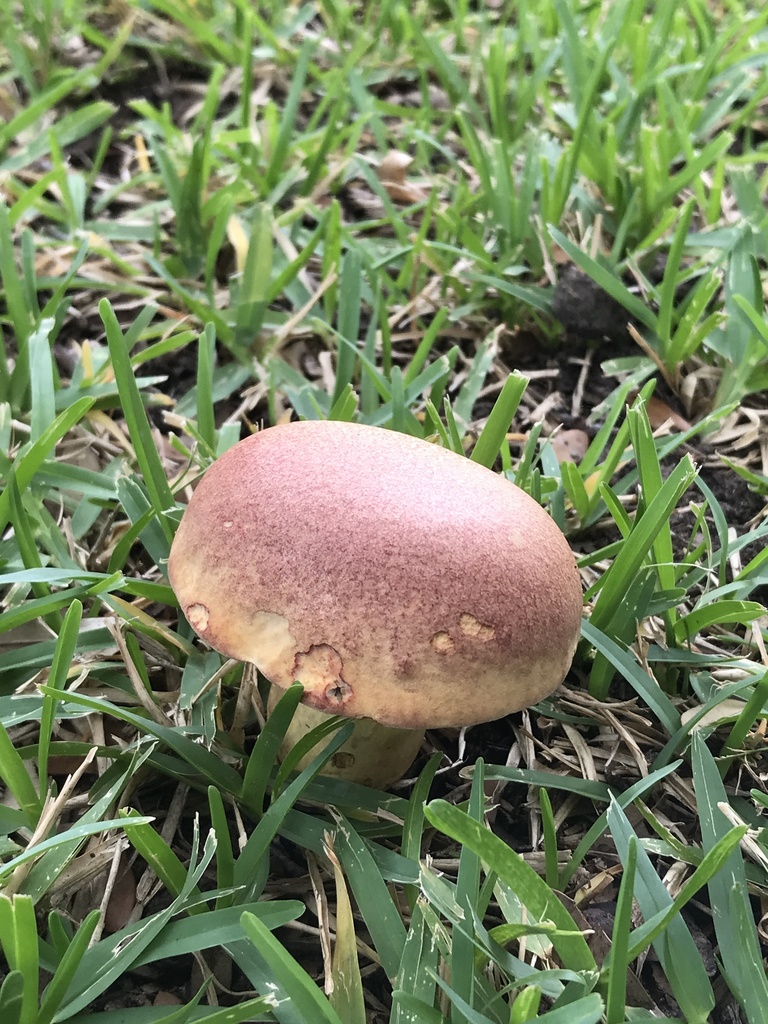 boletes from Virginia Pl, Fort Worth, TX, US on June 01, 2020 at 01:39 ...