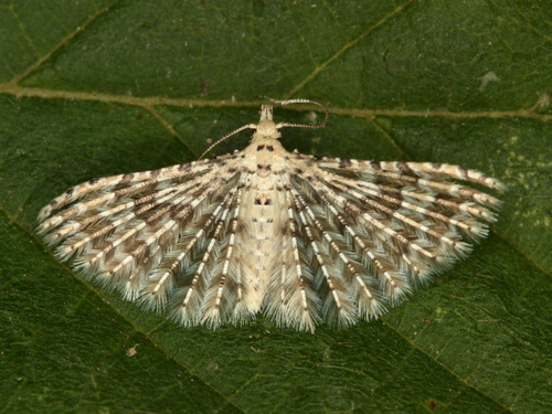 Alucita cancellata · iNaturalist
