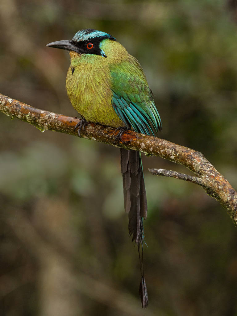 Andean Motmot from El Retiro, Antioquia, CO on May 30, 2020 at 10:32 AM ...