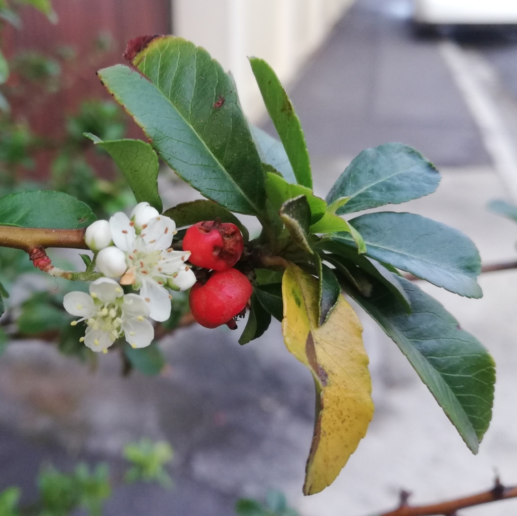 hawthorns from Vredehoek, Cape Town, 8001, South Africa on June 1, 2020 ...