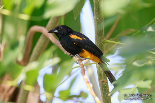 St. Lucia Oriole (Icterus laudabilis) · iNaturalist United Kingdom