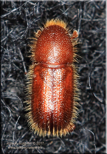 Faber Spruce Bark Beetle (Dryocoetes affaber) · iNaturalist