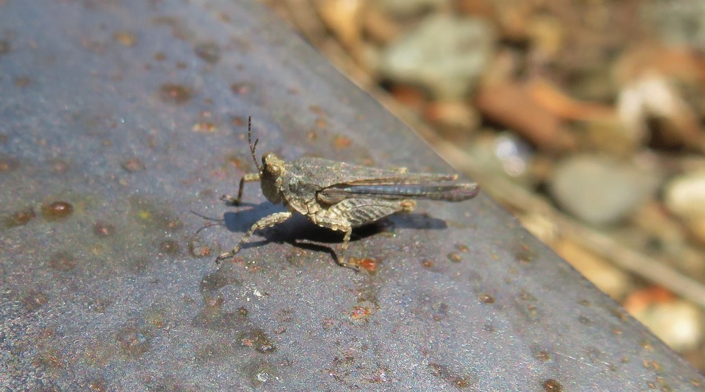 Hooded Grouse Locust from Oil City, PA 16301, USA on June 1, 2020 at 02 ...