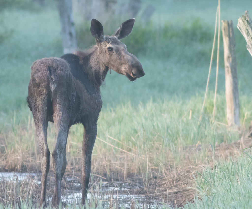Eastern Moose from Simcoe County, ON, Canada on June 01, 2020 at 06:44 ...