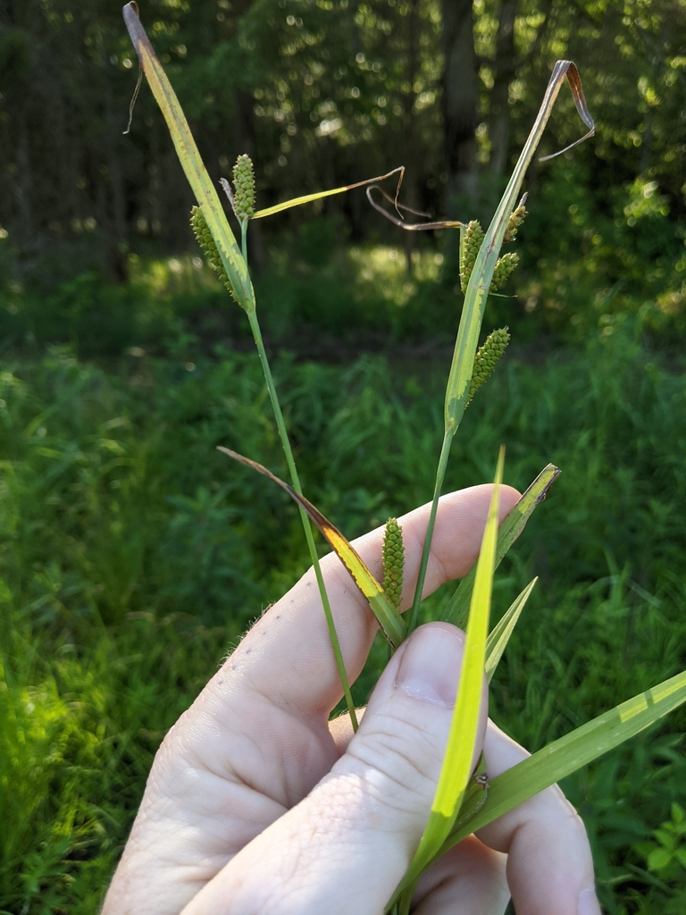 Limestone Meadow sedge in June 2020 by Eric Ungberg · iNaturalist