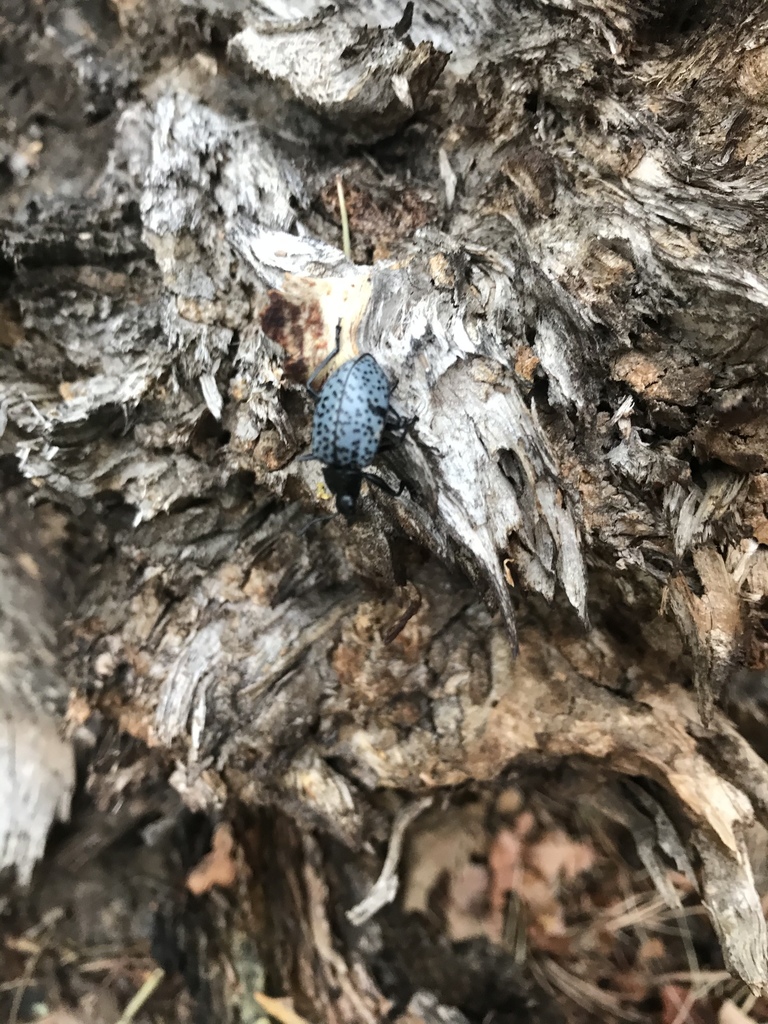 Blue Fungus Beetle from Cheyenne Mountain State Park, Colorado Springs ...