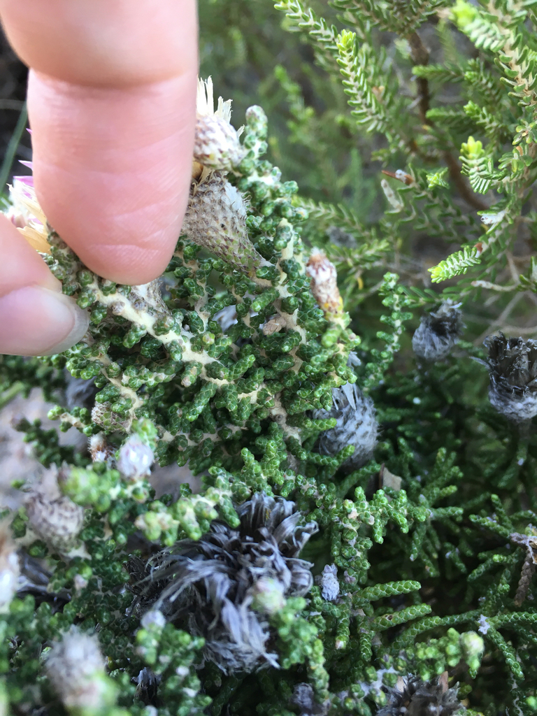 Cape everlasting from Boland Mountain Complex Park, Rooi-Els, WC, ZA on ...