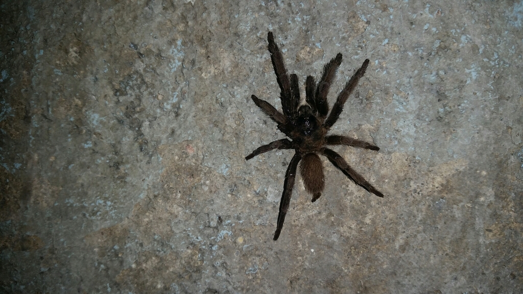 Asia-Pacific Tarantulas from Atok Trail, Baguio, Benguet, Philippines ...