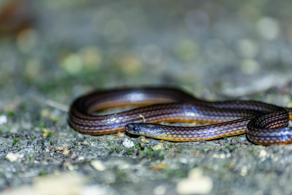 Collared Reed Snake from 台灣桃園市 on June 20, 2019 by ihenglan · iNaturalist