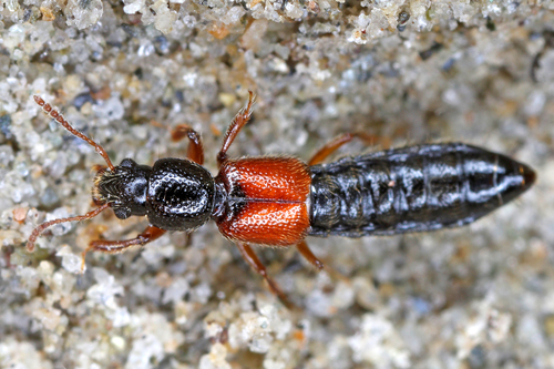 Bledius cribricollis · iNaturalist United Kingdom
