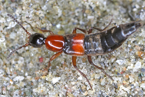 Rabigus tenuis · iNaturalist