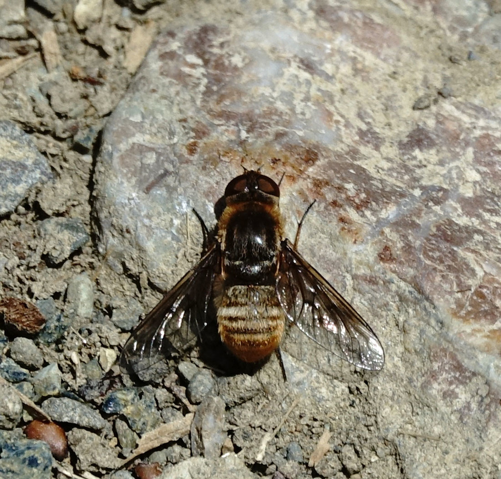 banded bee flies from Alamo, CA, USA on June 1, 2020 at 12:12 PM by ...
