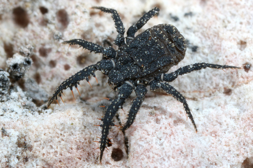 Genus Caeculus · iNaturalist