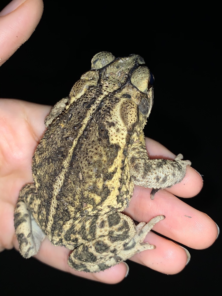 Gulf Coast Toad from Calle Francisco de la Calancha, Sabinas Hidalgo ...