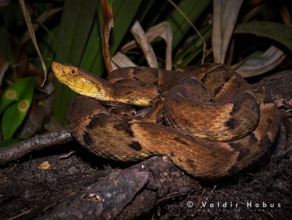 Common Lancehead from Sinop on May 05, 2020 by Valdir Hobus · iNaturalist