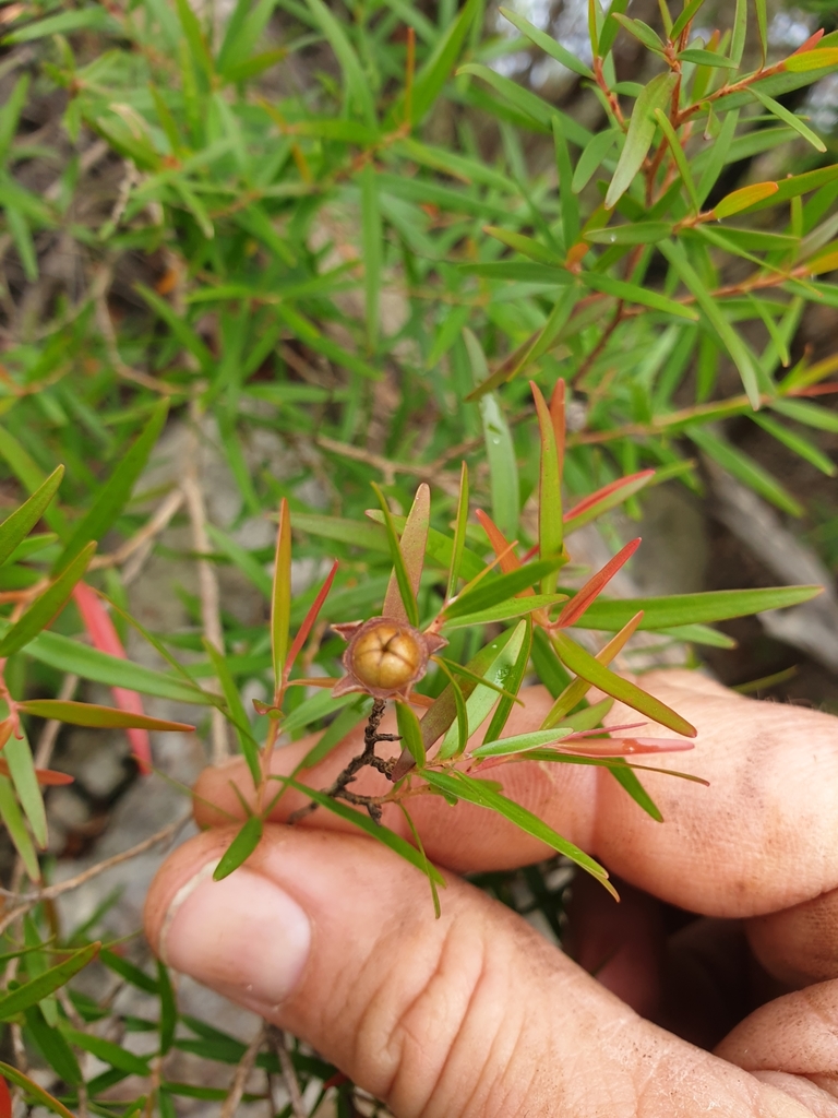 Lemon Scented Tea Tree from Sawpit Creek NSW 2474, Australia on May 29 ...