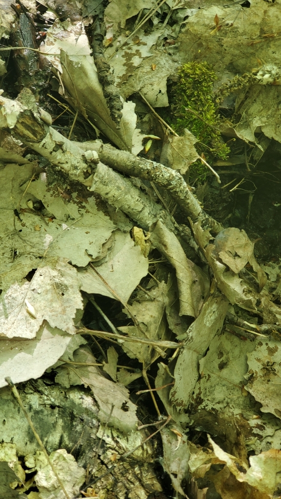 Spring Peeper from Deer Lake, MN, USA on June 02, 2020 at 09:28 AM by ...